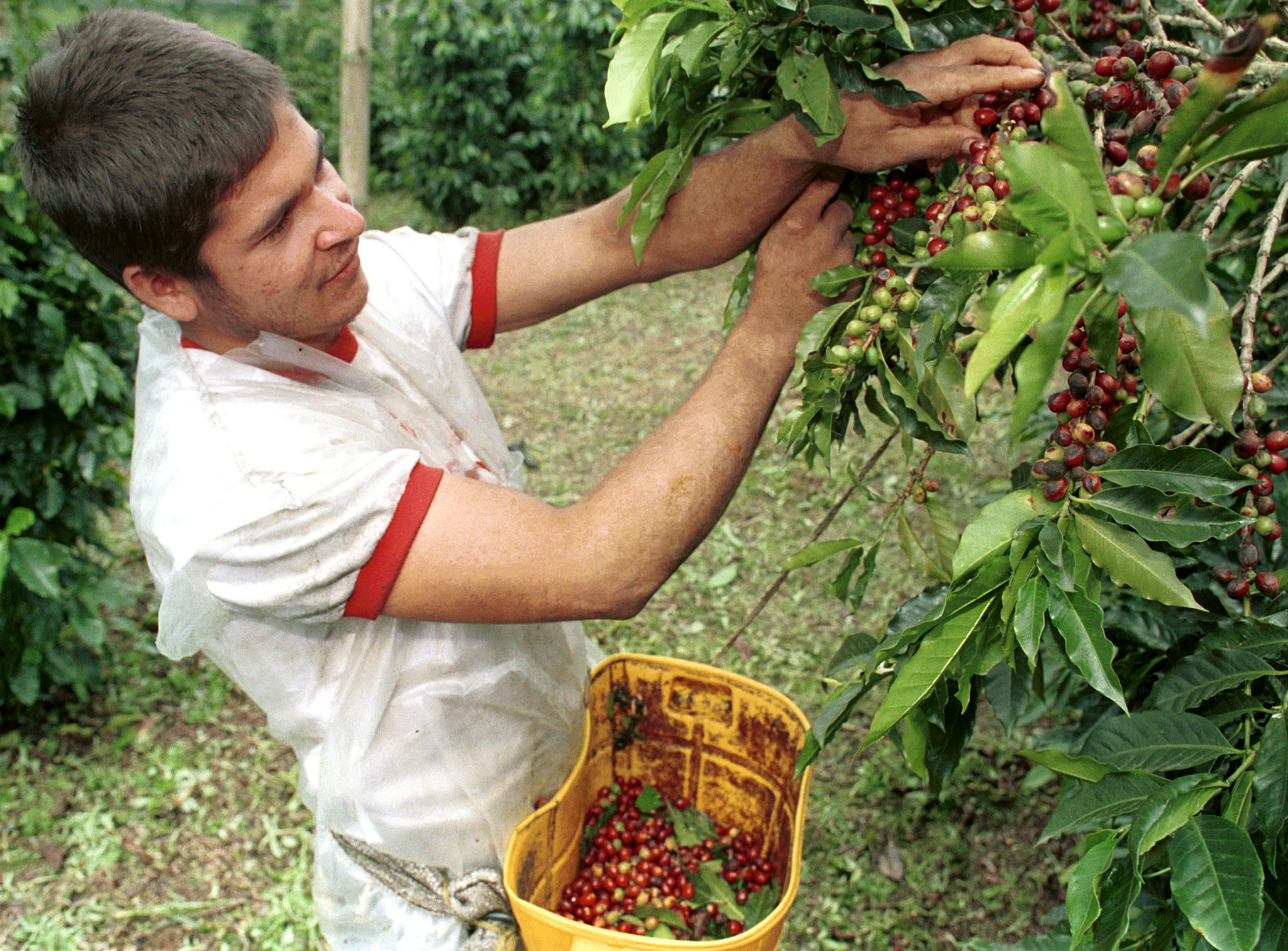 Valor de cosecha cafetera de Colombia llegaría a récord de 2.334 ...